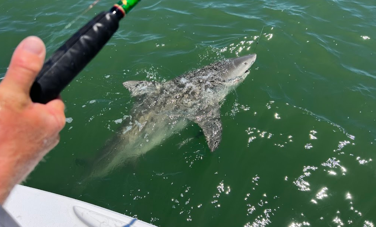 A Saint Petersburg, FL Shark Fishing Charters! | Copeland Outdoors